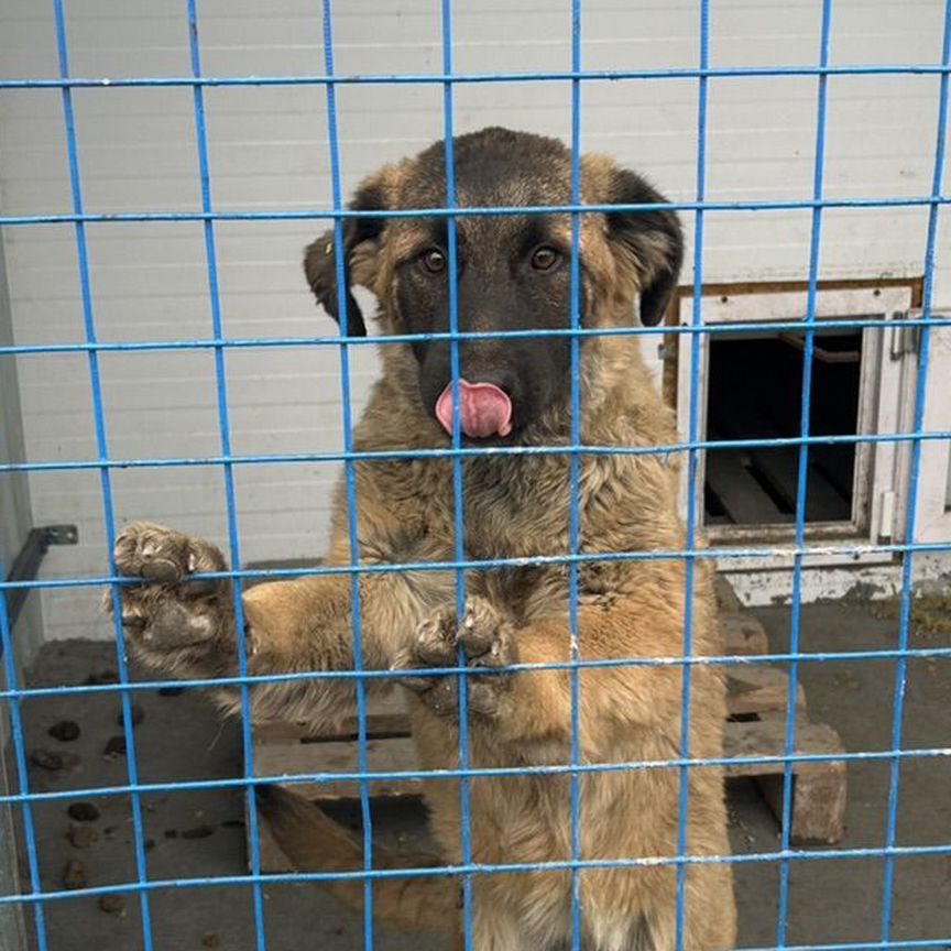 Кавказская овчарка, щенок