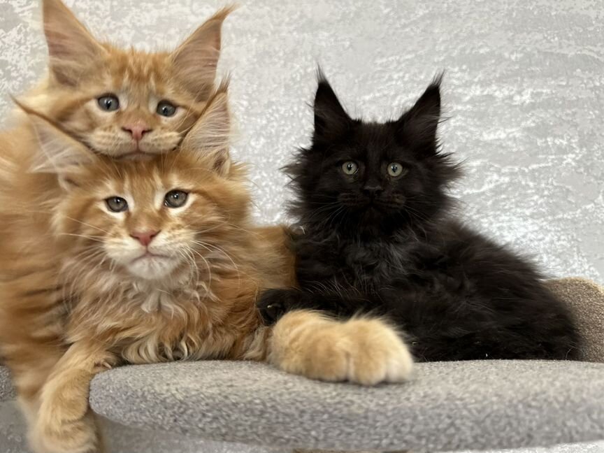 Котята мейн-кун