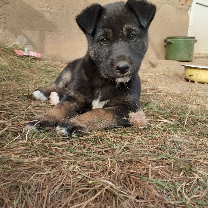 Щенки 1,5мес