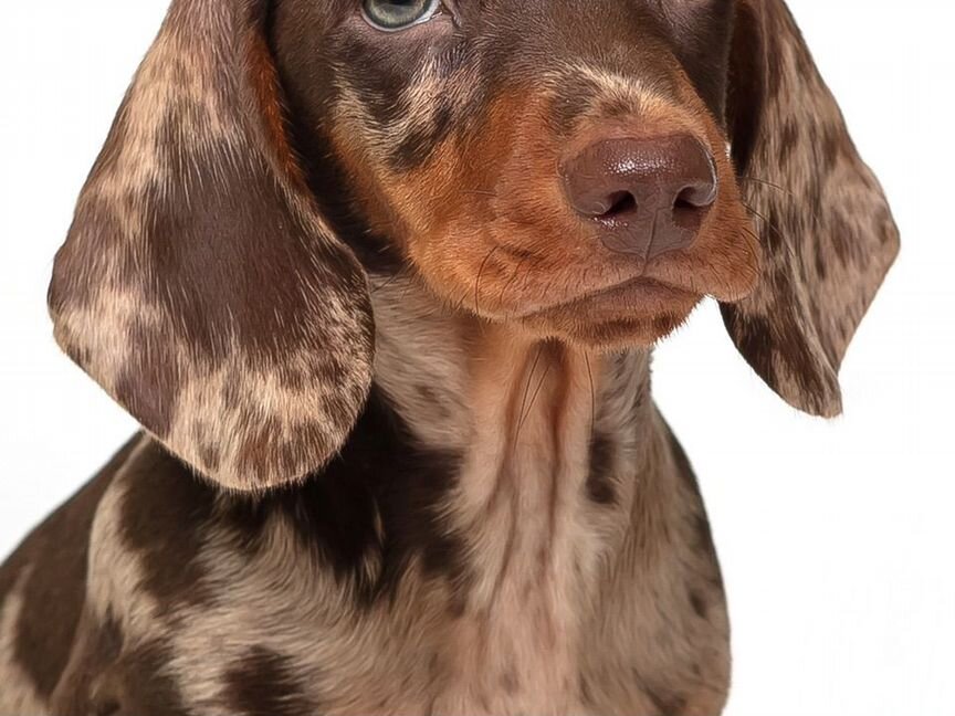 Карликовая мраморная такса