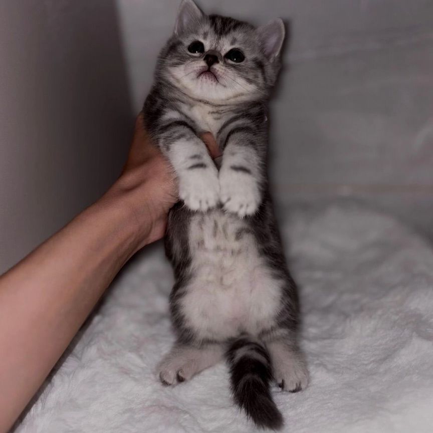 Шотландский вислоухий длинношёрстный котёнок