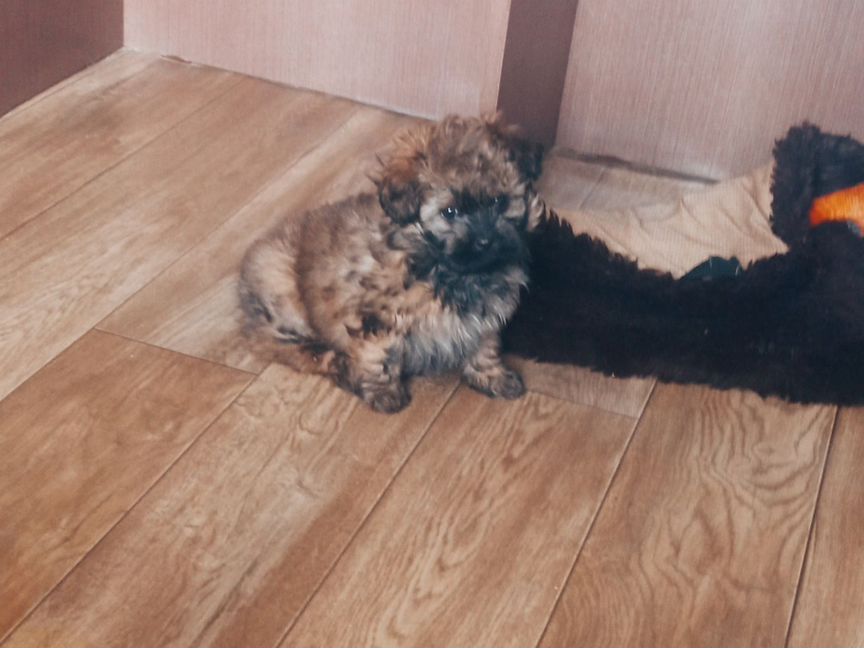 Собака маленькая порода