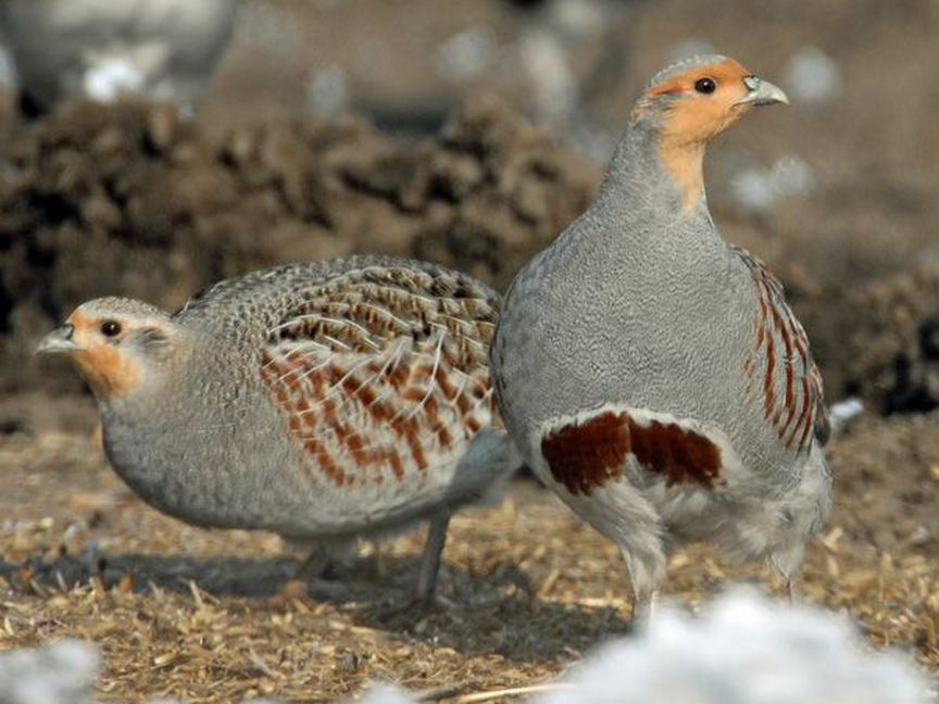 Серая куропатка