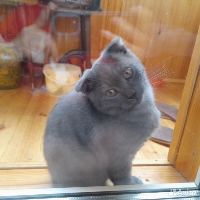 Шотландский вислоухий кот+лоток и две миски