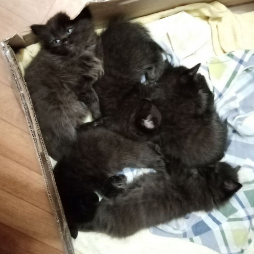 Котята в добрые руки