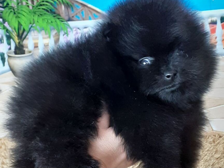 Черный принц