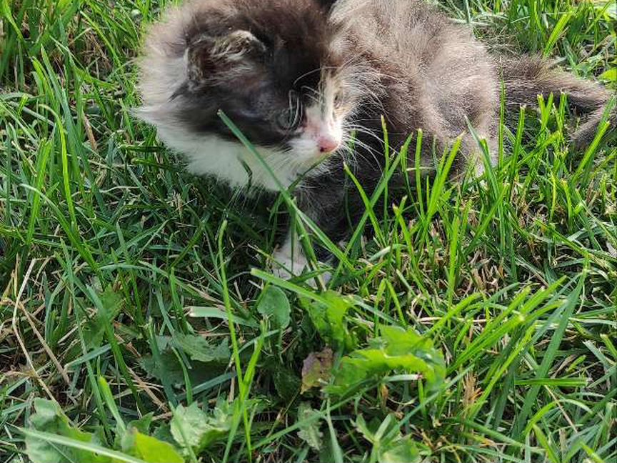 Котята в добрые руки трёхшёрстные