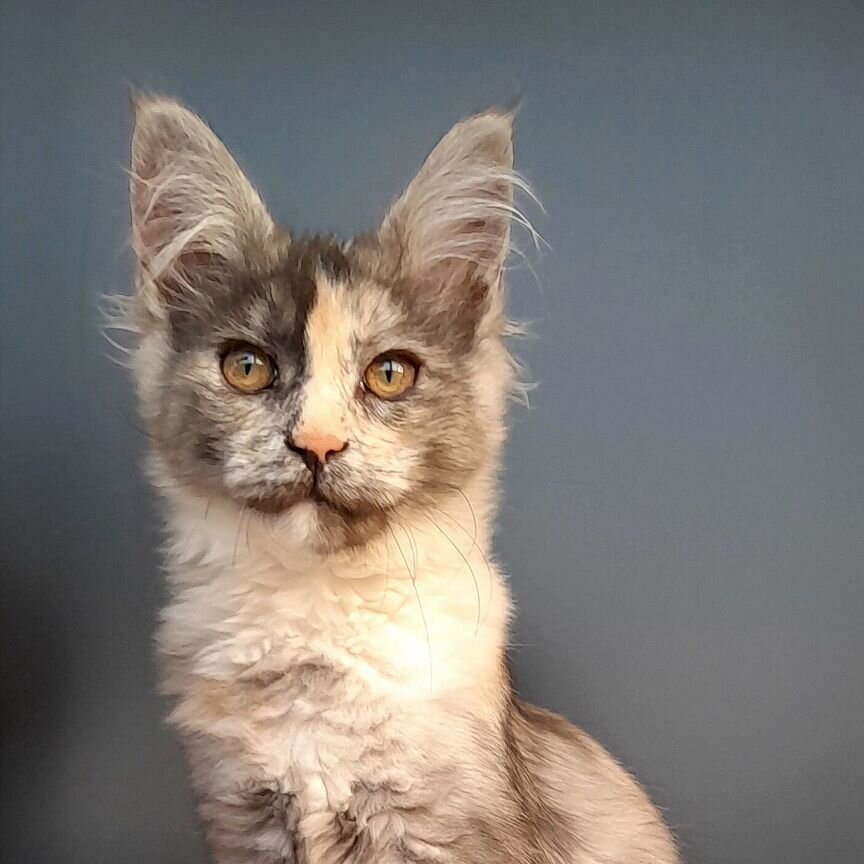 Снежная черепаха Мейн-кун