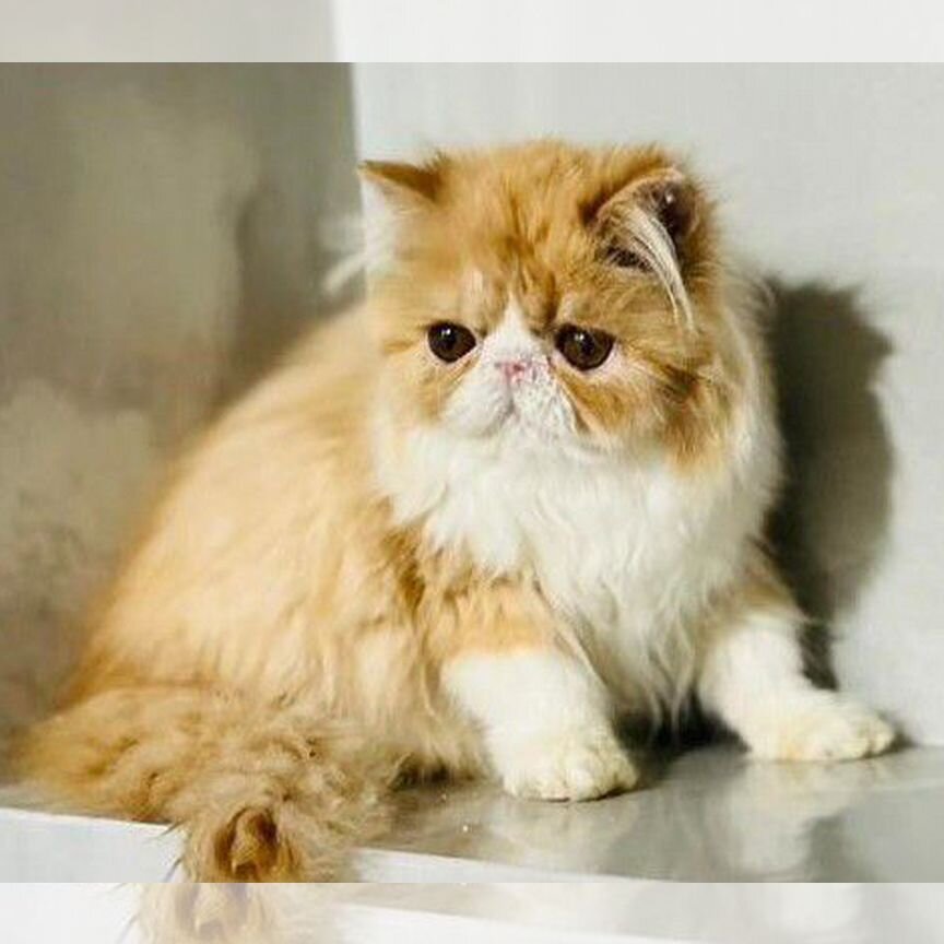 Персидская кошечка