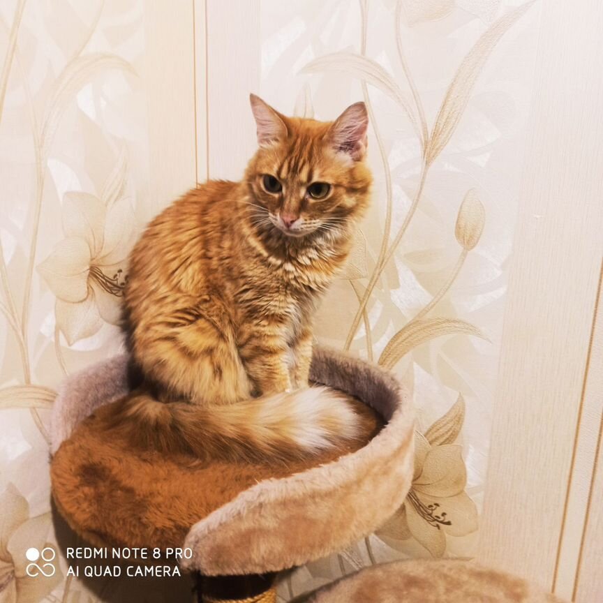 Котики ищут добрые руки