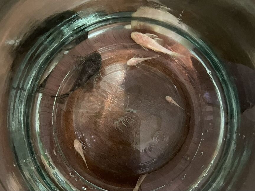 Сомы отдаю Бесплатно