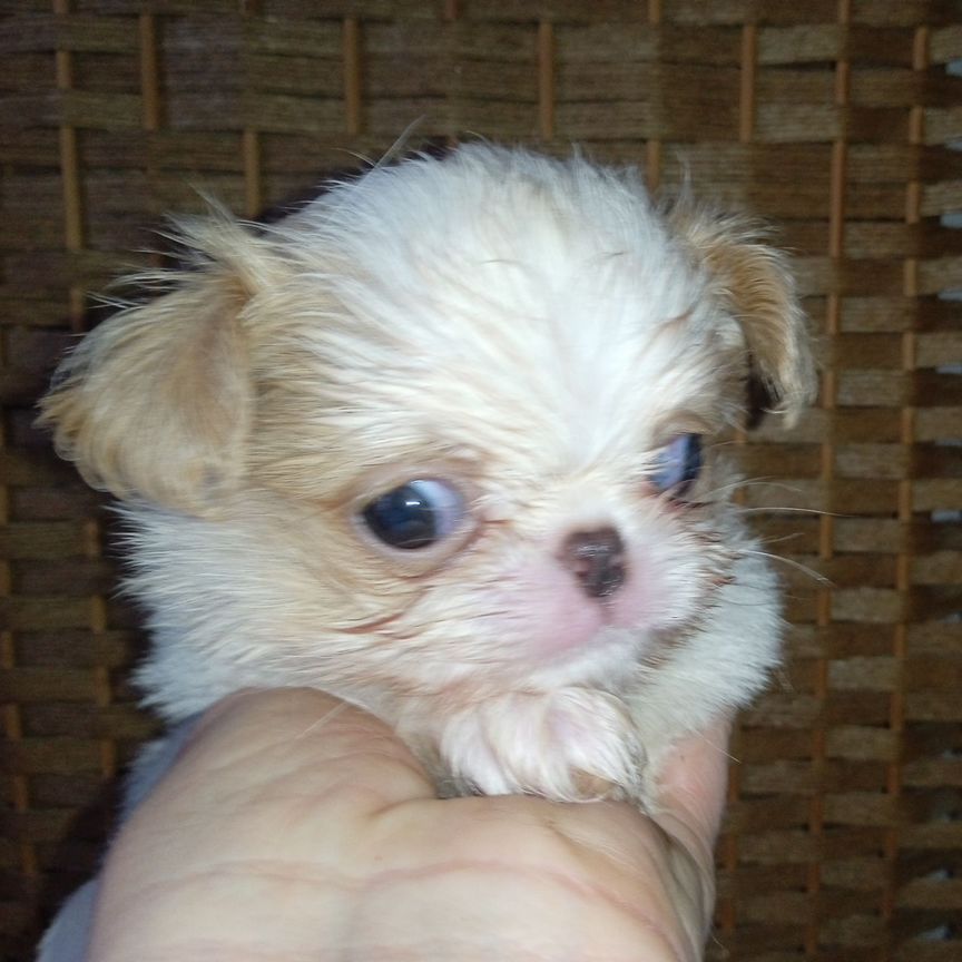 Японский хин