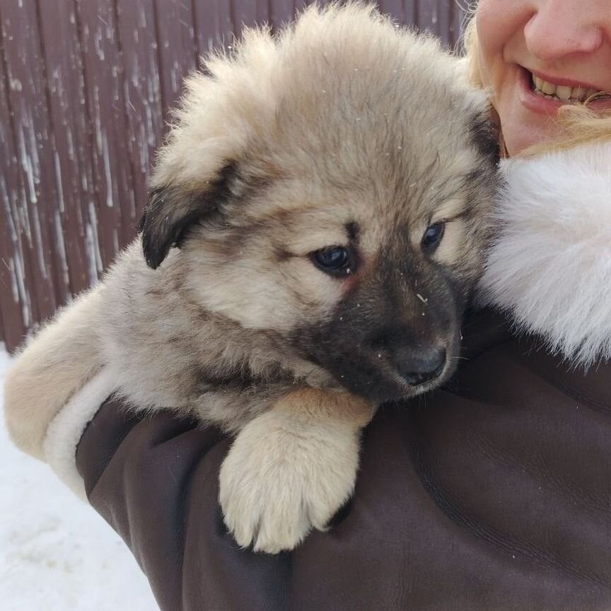 Щенок в добрые руки