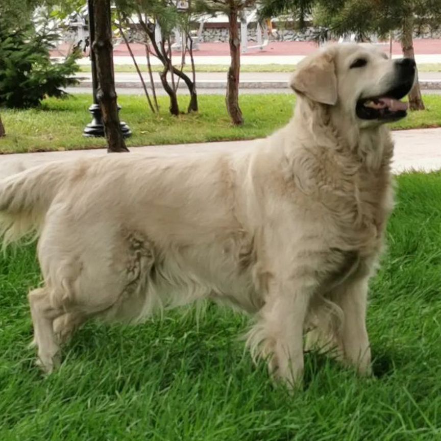 Золотистый ретривер, взрослая собака