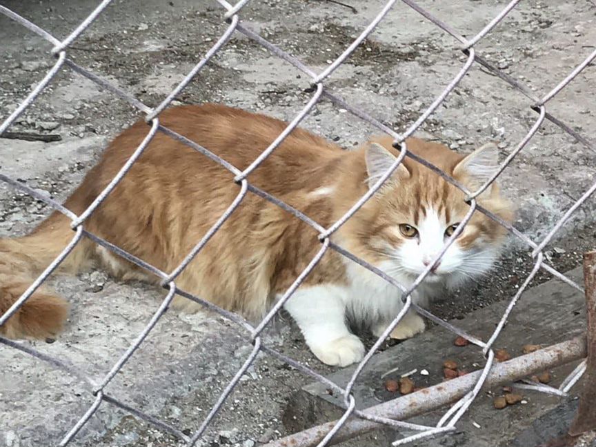 Кошка