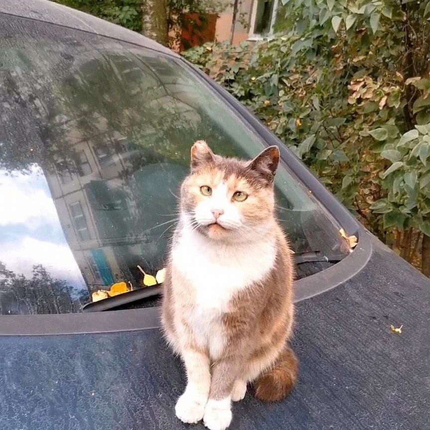 Кошечка косоглазка