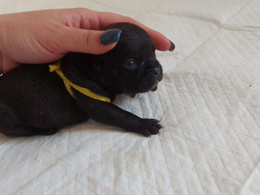 Щенки французский бульдог