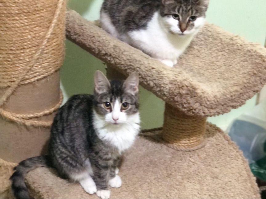 Кошка