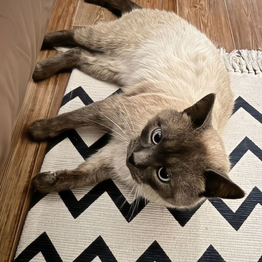 Взрослый кот в добрые руки