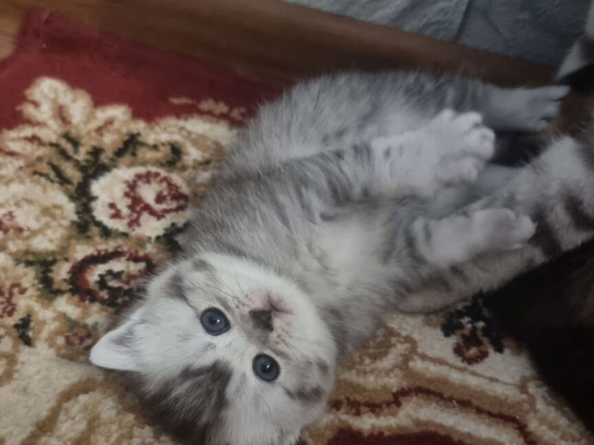Шотландские вислоухие котята
