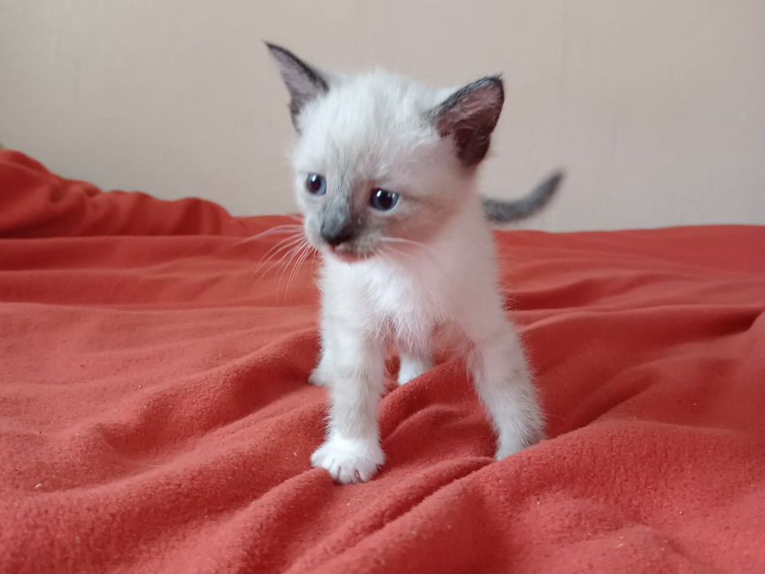 Котята Тайской кошки
