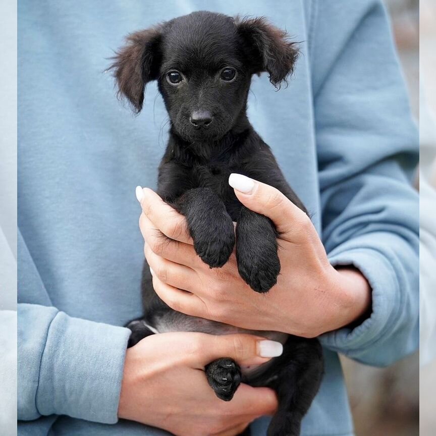 Мексиканская голая собака, щенок