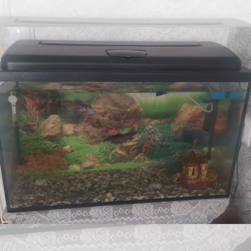 Аквариум с рыбками