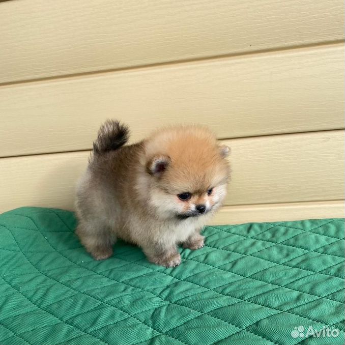 Мини шпиц оранжевый померанец элита