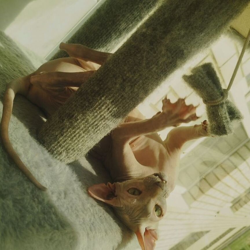 Донской сфинкс ищет жениха