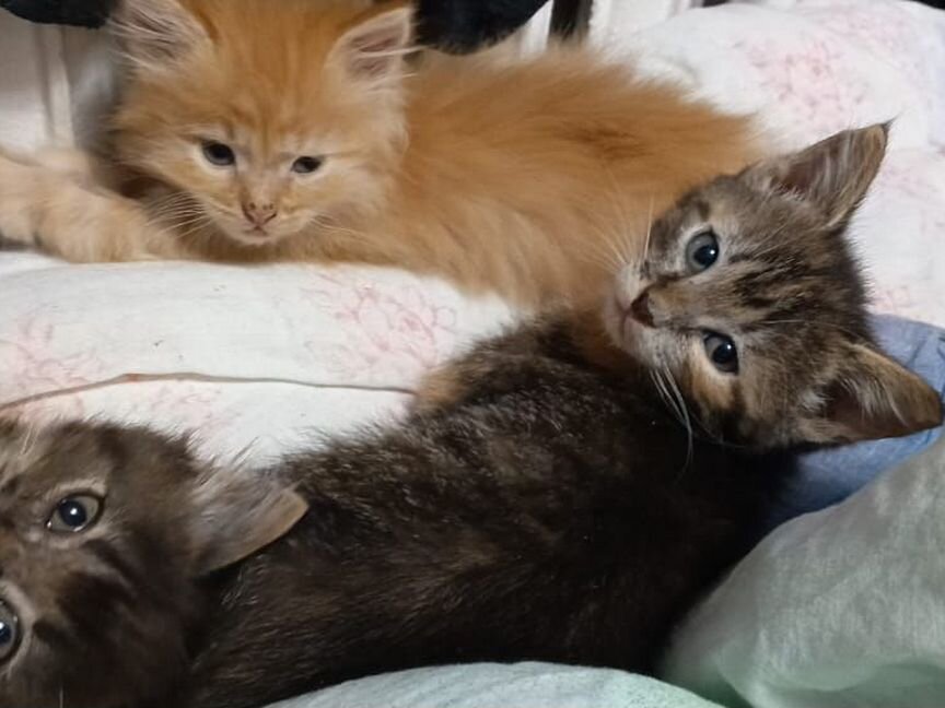 Котята