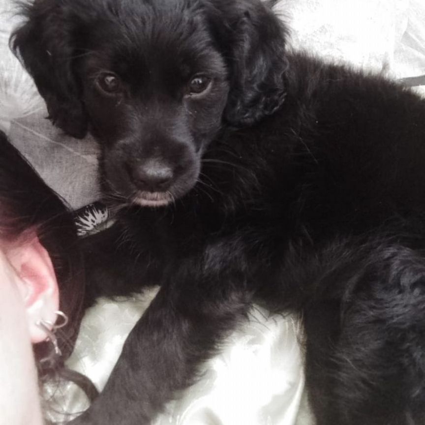 От дам Спаниеля в добрые руки