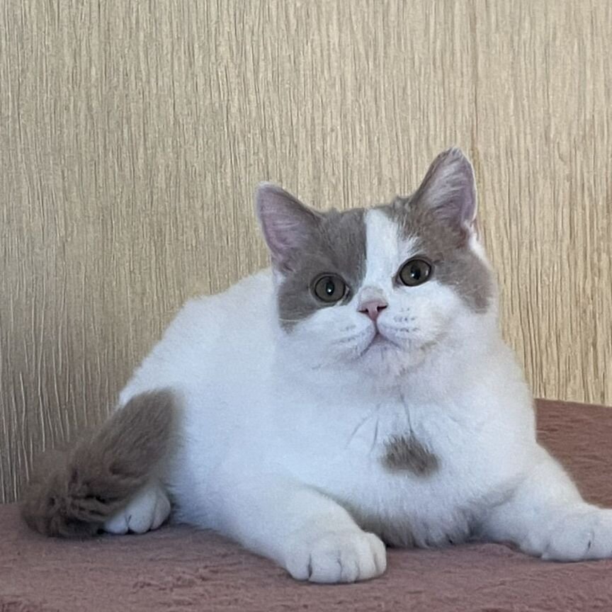 Британский котик
