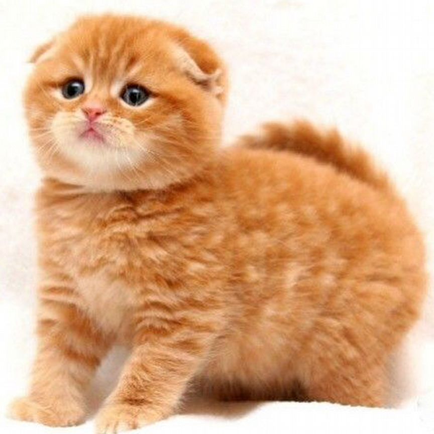 Шотландский вислоухий рыжий котик