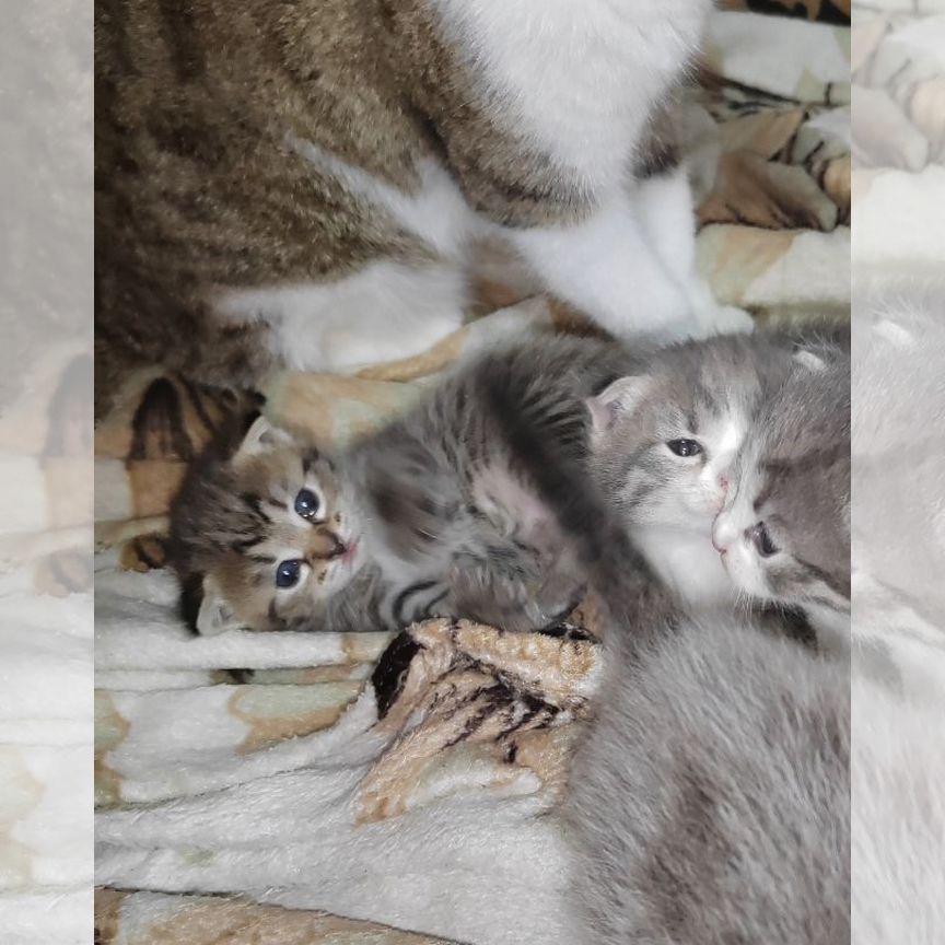 Вислоухие котята бесплатно