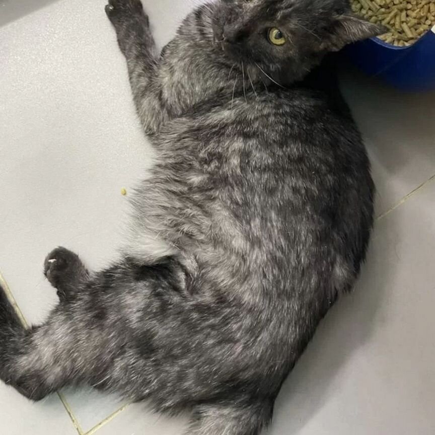 Отдам котика Нибелунга