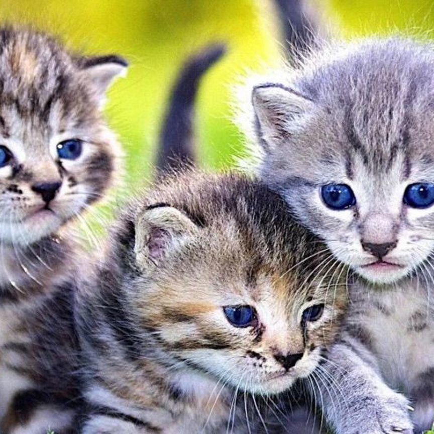 Котята в добрые руки