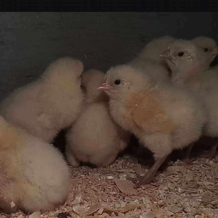 Цыплята и инкубационное яйцо кур Бресс гальская