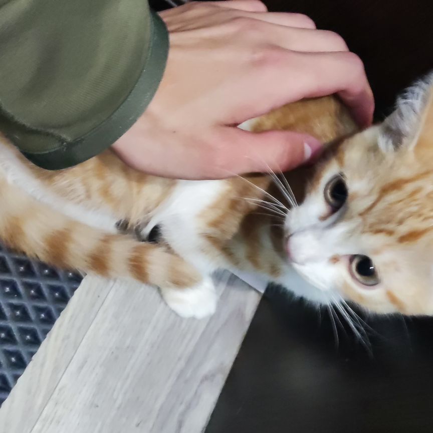 Котенок в добрые руки