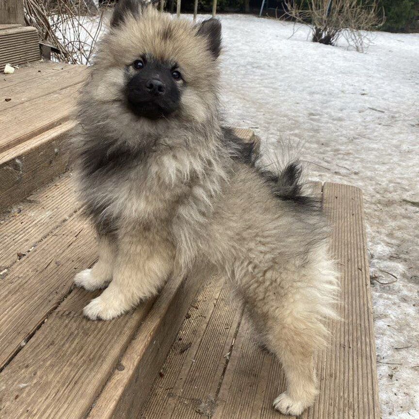 Щпиц девочка