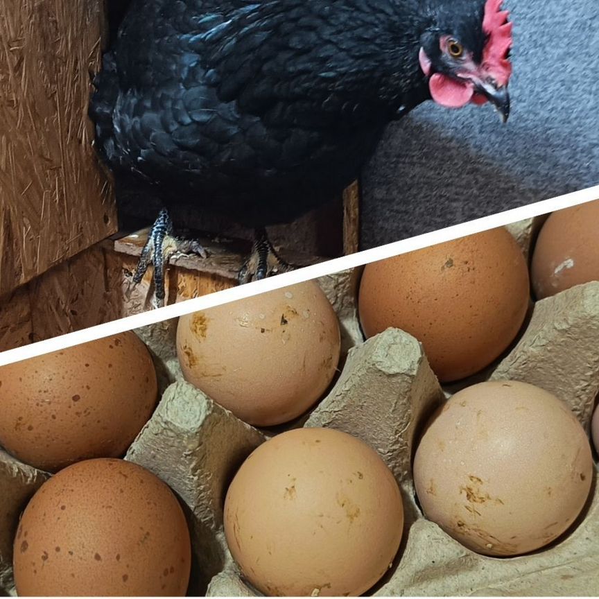 Яйцо домашнее