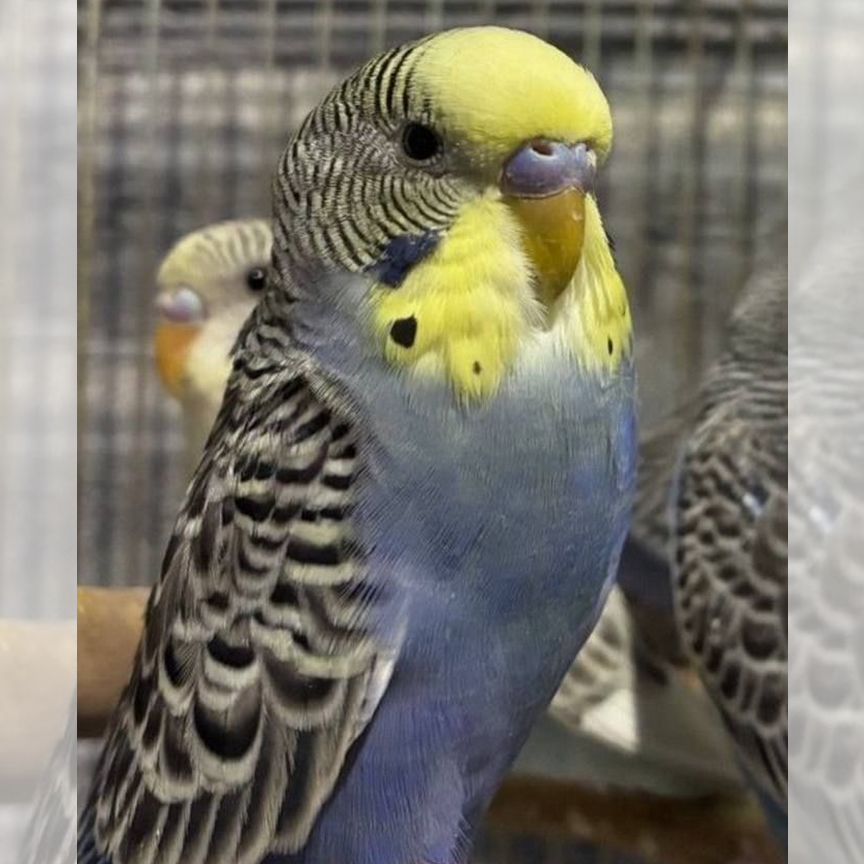 Улетел попугай – дают вознаграждение