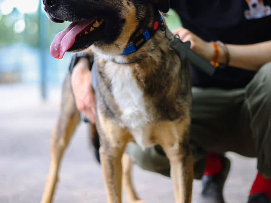 Собаки в дар бесплатно