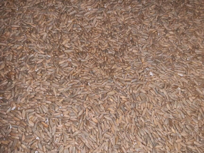 Рожь, ячмень, овес