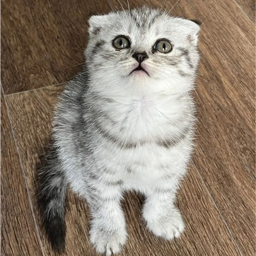 Шотландский вислоухий короткошёрстный котёнок