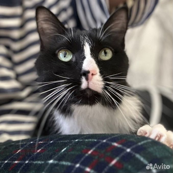 Нежнейшая ласковая кошечка Бонечка ищет передержку