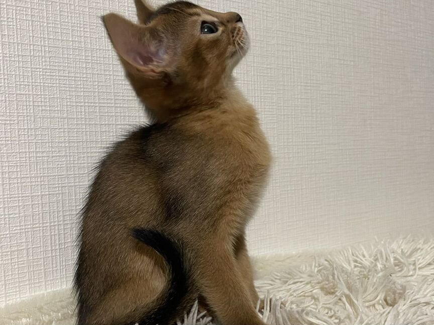 Абиссинские котята девочка