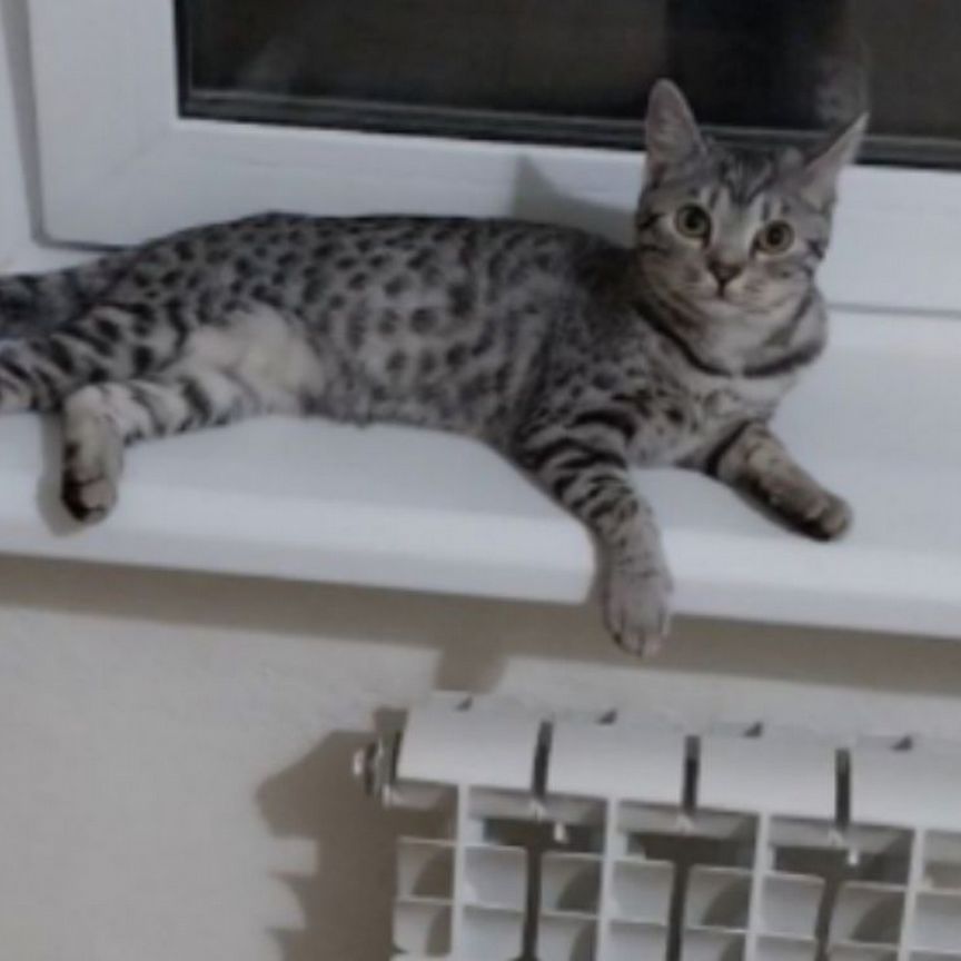 Кошки в добрые руки бесплатно