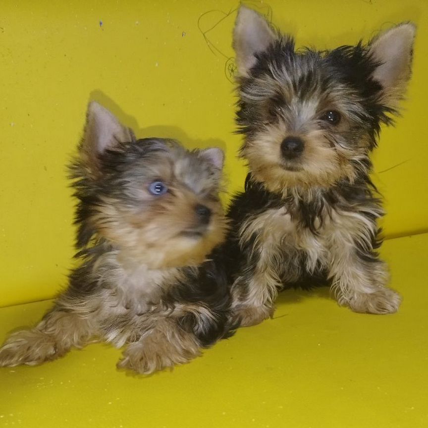 Йоркширский терьер, щенок