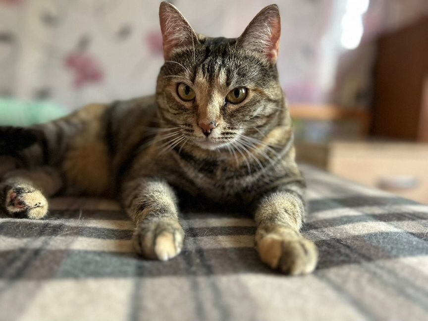 Очень ласковая любящая человека Таисия ищет дом