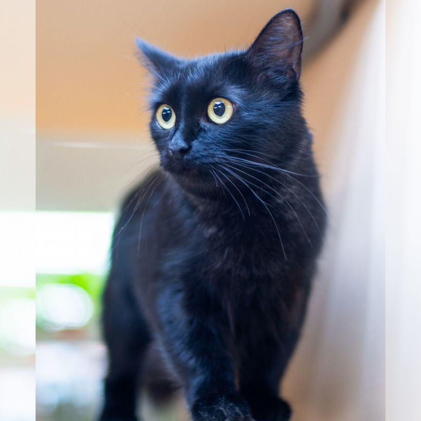 Чёрная кошечка Багира